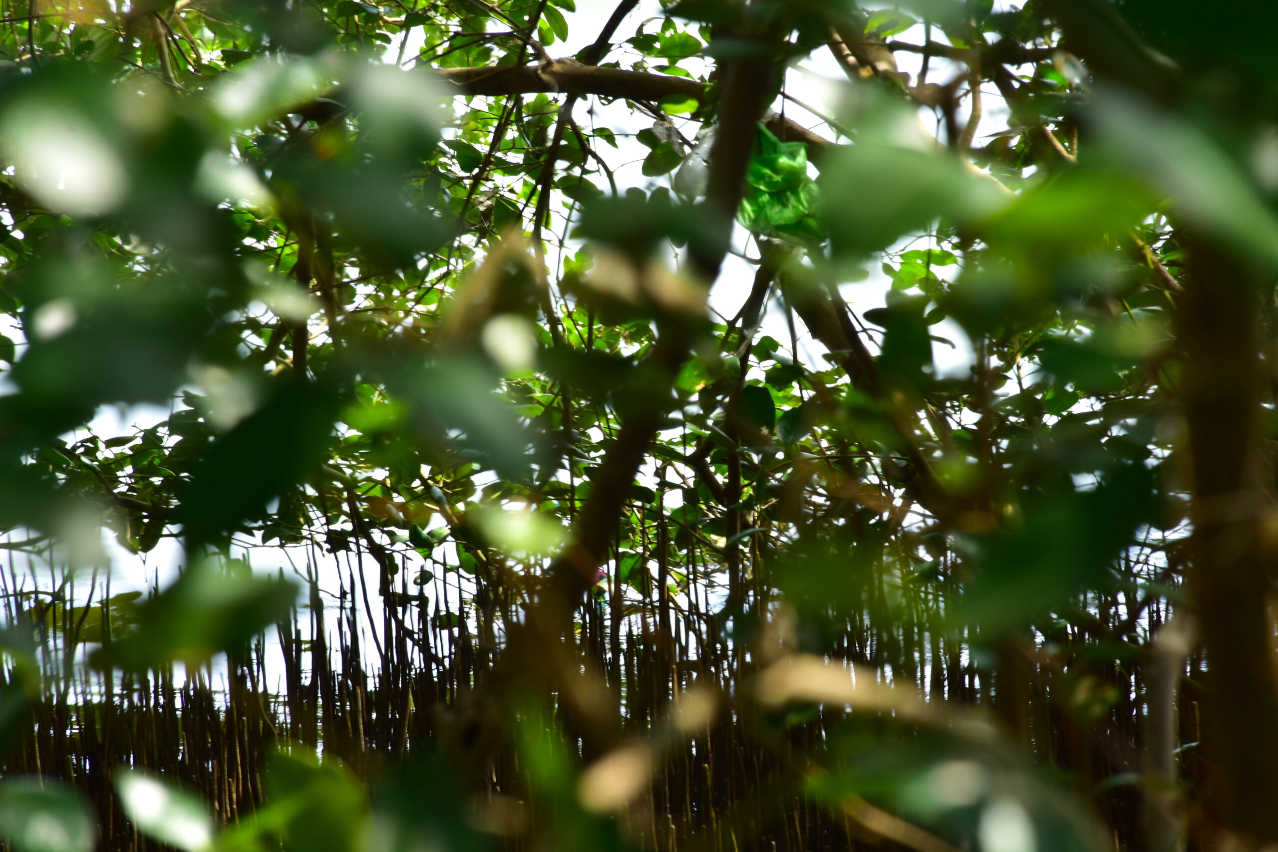 Wetlands - Wetlands International Philippines